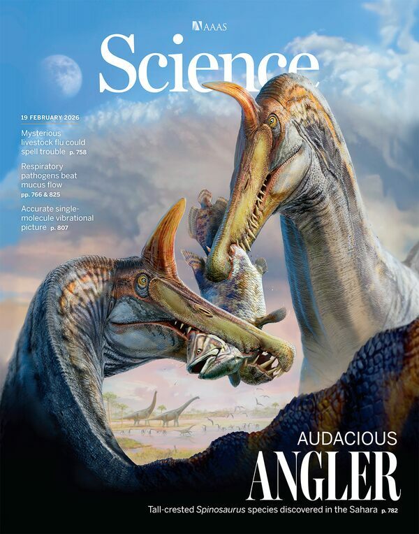 Spinosaurus mirabilis: A New Scimitar-Crested Spinosaurus - FossilEra.com