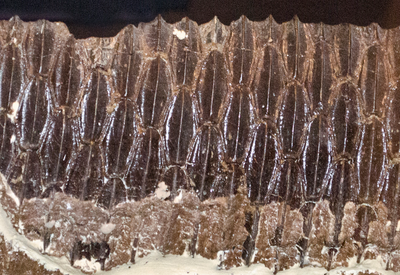 About Dinosaur Teeth - FossilEra.com