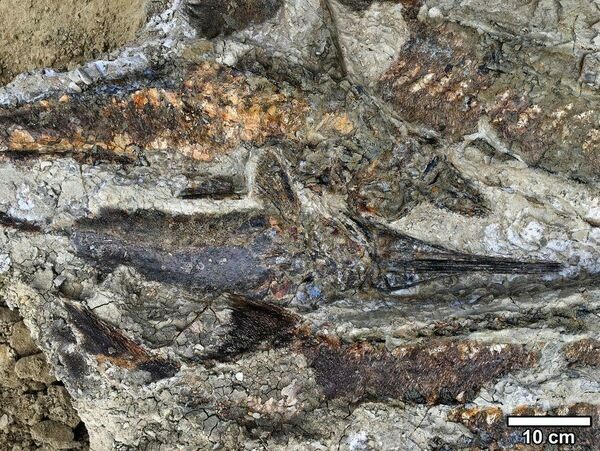 Top 10 Paleontology News Stories Of 2019 - FossilEra.com