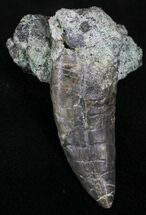 Dinosaur Teeth For Sale - FossilEra.com