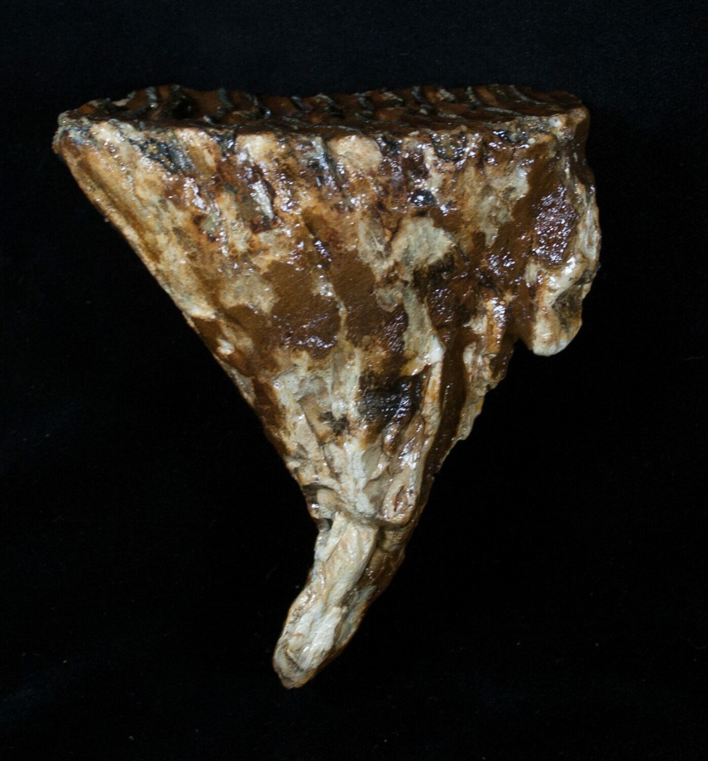 Juvenile Mammoth Molar From North Sea (#3360) For Sale - FossilEra.com