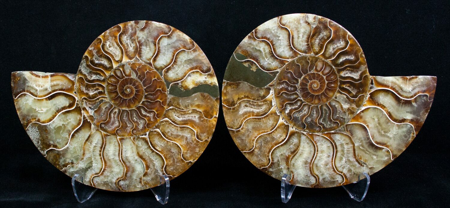 5.7 Inch Split Ammonite Pair (#3329) For Sale - FossilEra.com