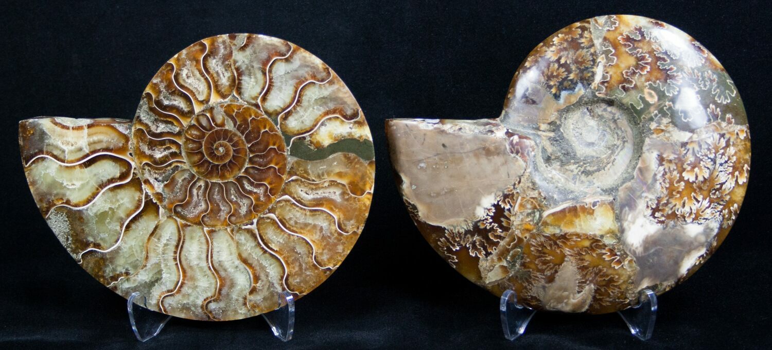 5.7 Inch Split Ammonite Pair (#3329) For Sale - FossilEra.com