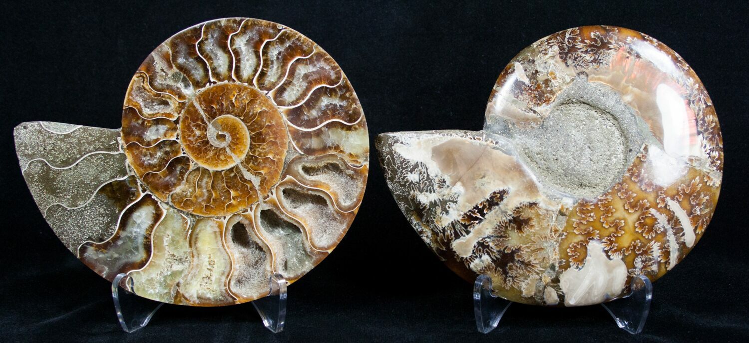 4.9 Inch Split Ammonite Pair (#3333) For Sale - FossilEra.com