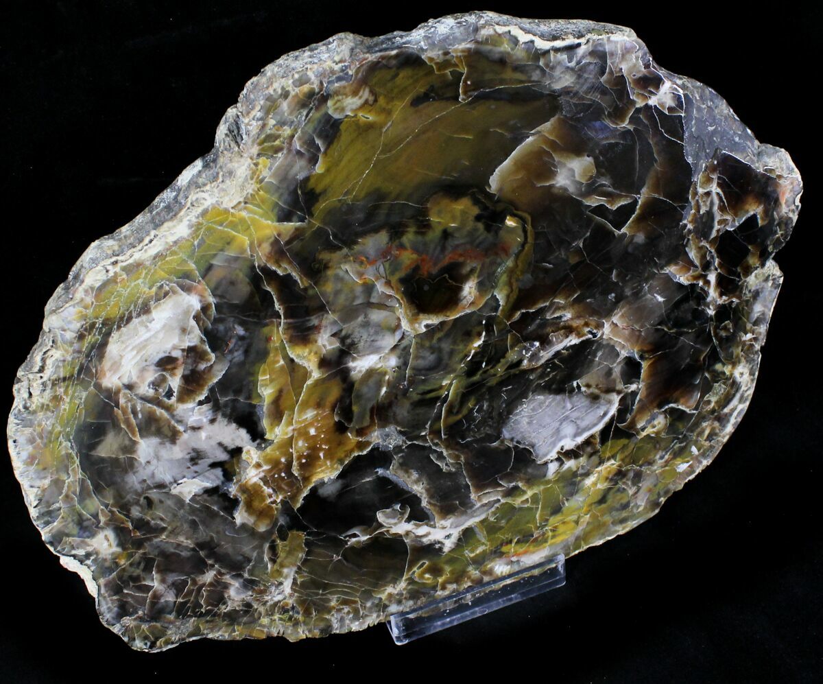 9.6" Jurassic Petrified Wood Slab - Henry Mountain, Utah For Sale ...