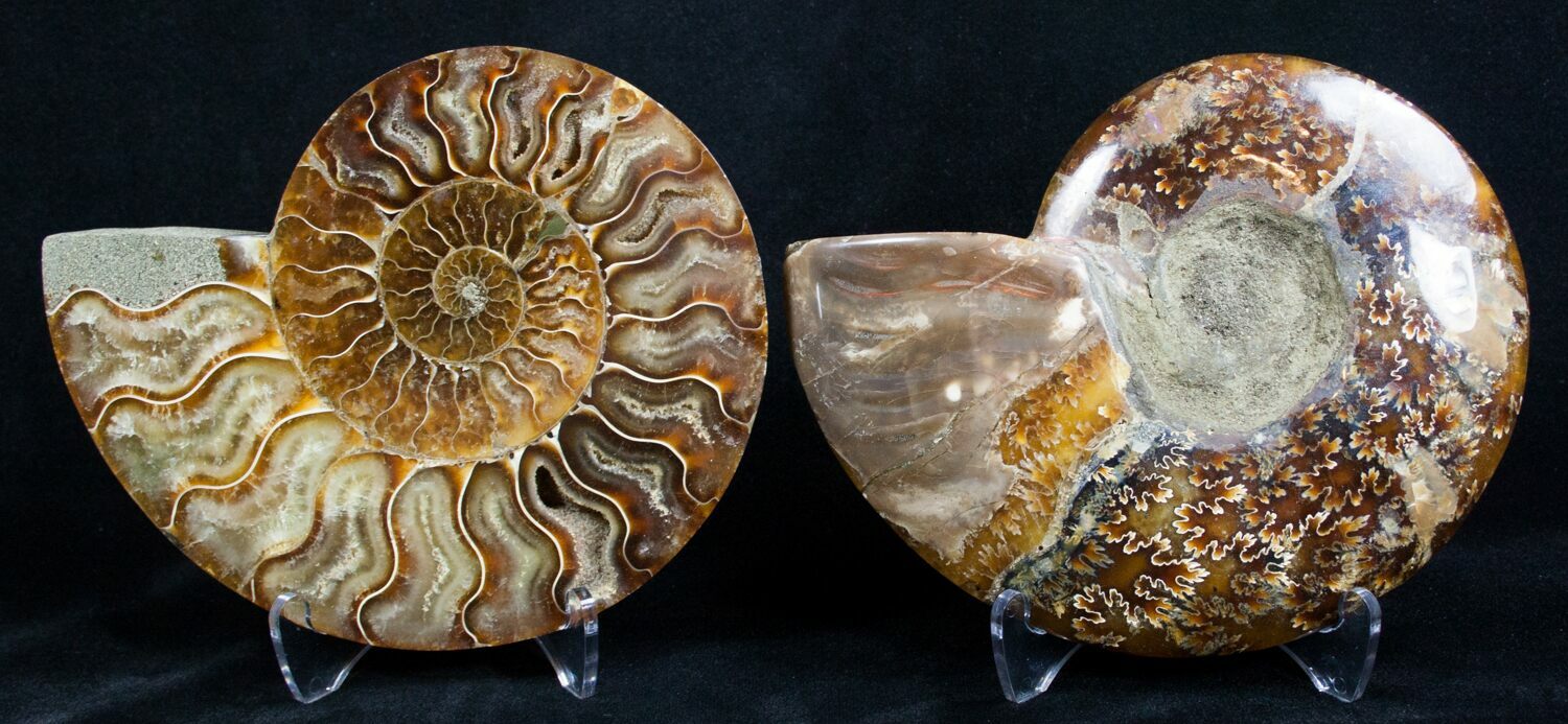5.4 Inch Split Ammonite Pair (#3334) For Sale - FossilEra.com