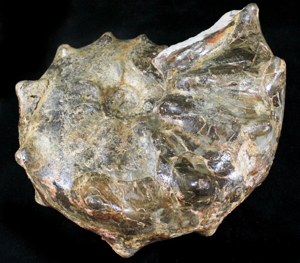 Large 8" Mammites Ammonite - Goulmima, Morocco (#23355) For Sale ...