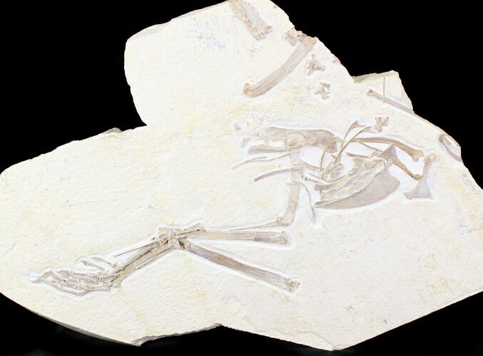 Rare Partial Bird Fossil - Green River Formation, Wyoming (#23859) For ...