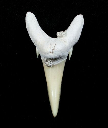 Carcharias (Extinct Sand Tiger) Shark Tooth - Eocene (#3422) For Sale ...