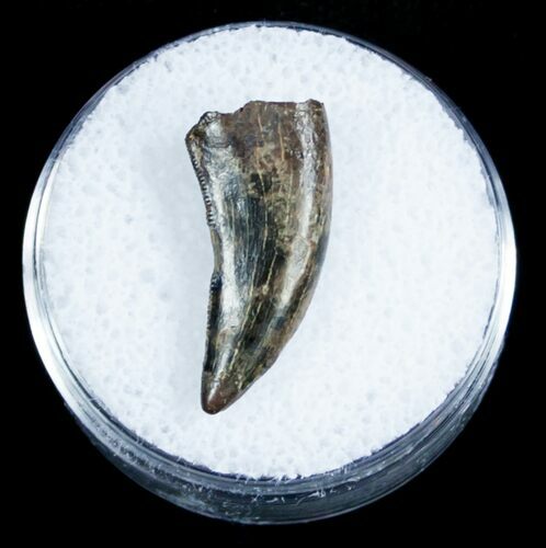 Large Dromaeosaur (Raptor) Tooth - Montana (#3439) For Sale - FossilEra.com