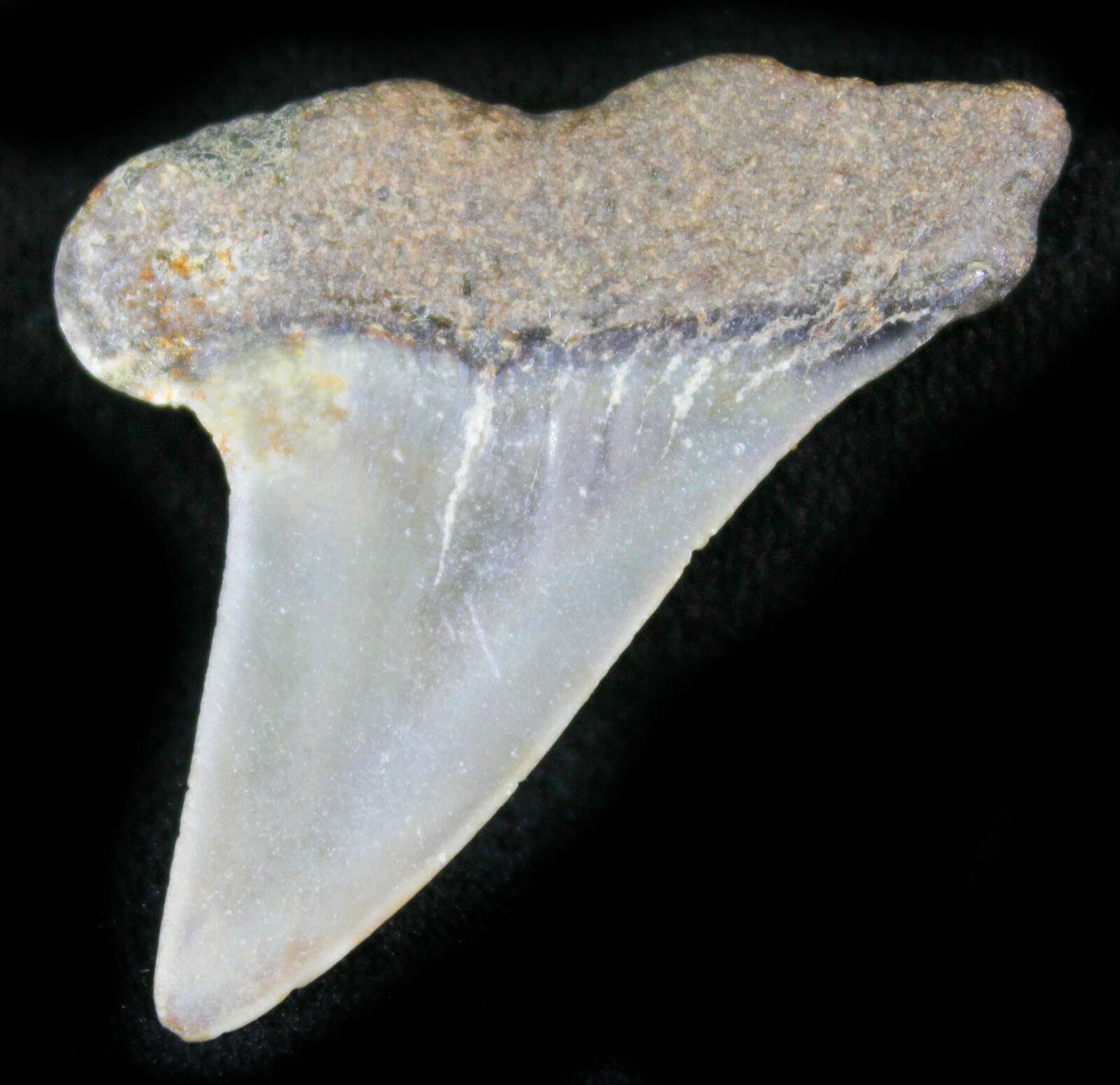 1.5" Fossil Mako (Isurus) Shark Tooth - Belgium (#24382) For Sale ...