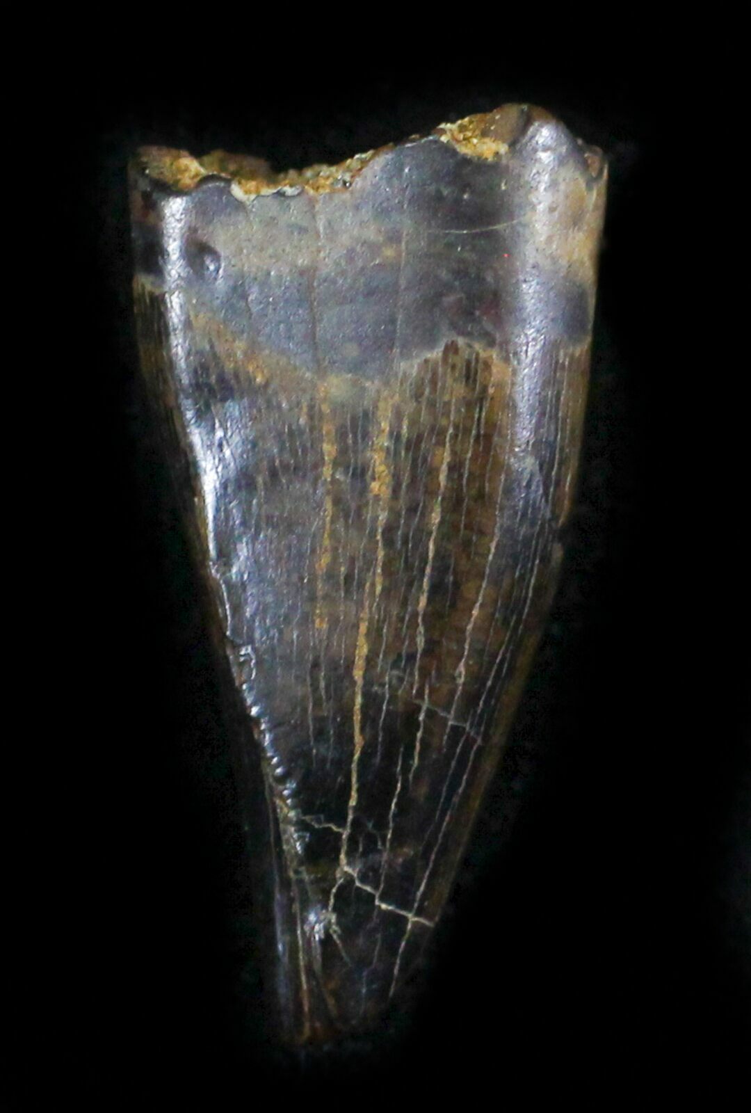 .73" Tyrannosaur Premax Tooth (Aublysodon) - Montana For Sale (#24460 ...