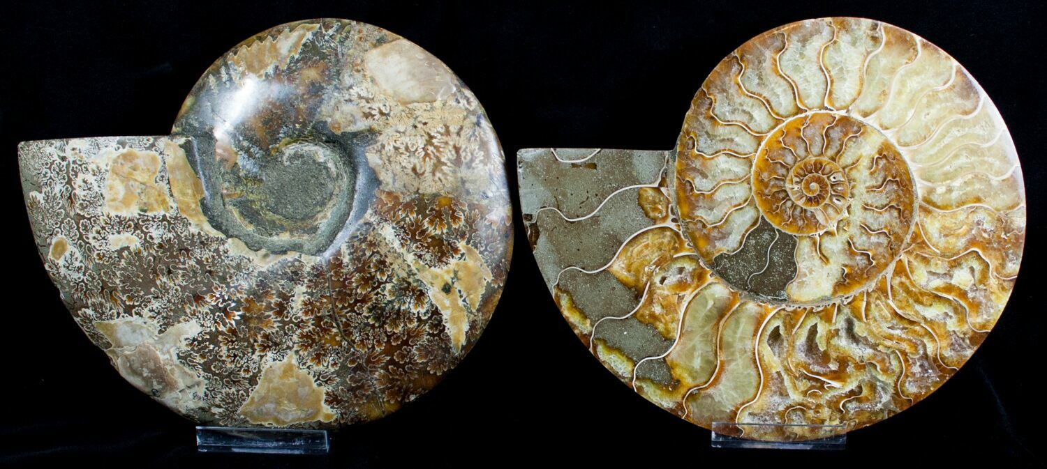 Huge 8.7 Inch Split Ammonite Pair (#3527) For Sale - FossilEra.com