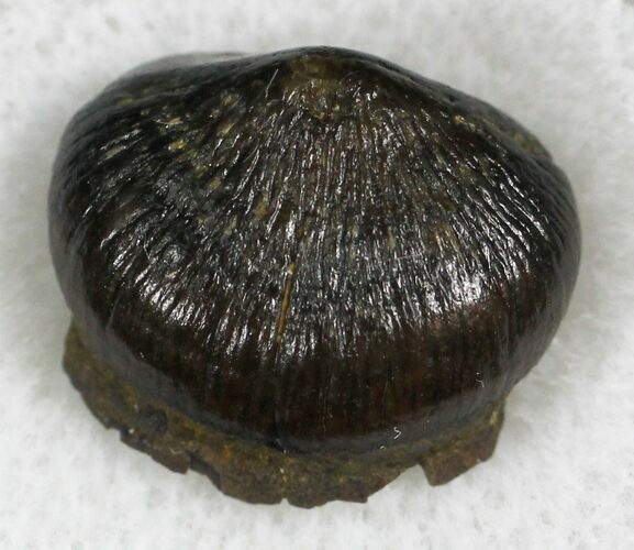 Alligatoroid (Brachychampsa) Tooth - Montana (#28055) For Sale ...