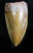 Gorgeous .85" Phytosaur (Redondasaurus) Tooth - Arizona (#28276) For ...