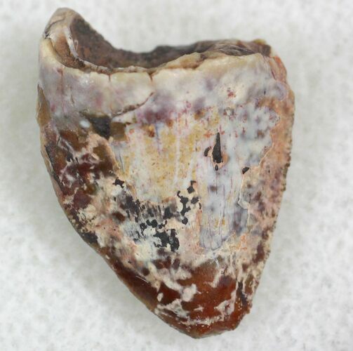 Large .80" Phytosaur (Redondasaurus) Tooth - Arizona (#27643) For Sale ...