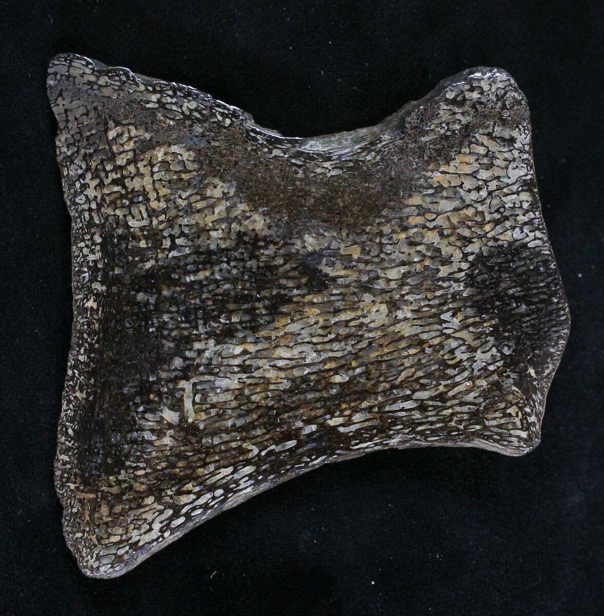 3" Polished Pliosaur Bone - Russia (#28341) For Sale - FossilEra.com