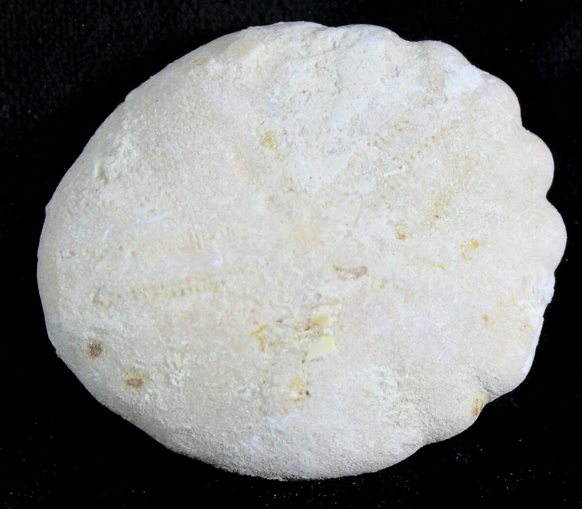 Fossil Sand Dollar (Heliophora) - Boujdour, Morocco (#28533) For Sale ...