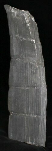 10" Long Calamites Trunk Section - West Virginia (#28552) For Sale ...
