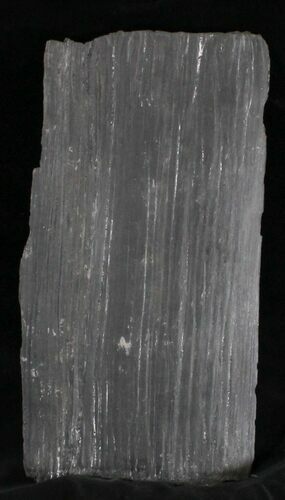 8" Long Calamites Trunk Section - West Virginia (#28562) For Sale ...