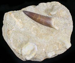 Reptile & Synapsids Fossils For Sale - FossilEra.com