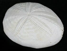 Salenia Urchin Fossil - Late Cretaceous For Sale (#5924) - FossilEra.com