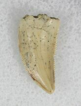 Dinosaur Teeth For Sale - FossilEra.com