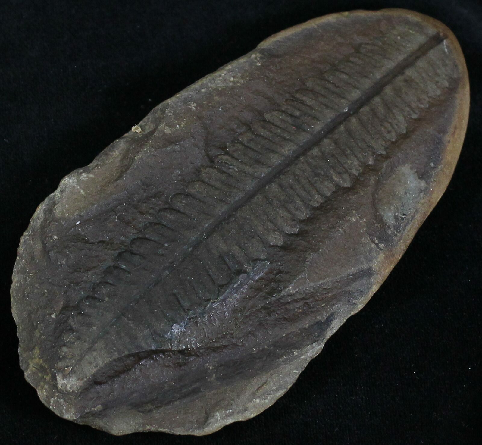 4" Large & Detailed Pecopteris Frond - Mazon Creek (#28873) For Sale ...