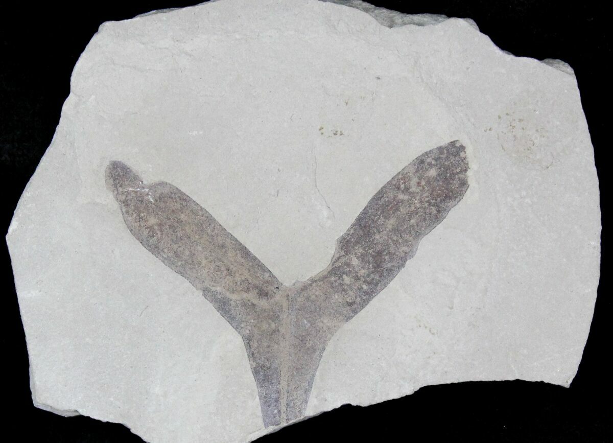 Fossil Balloon Vine Leaf - Green River Formation (#29081) For Sale ...