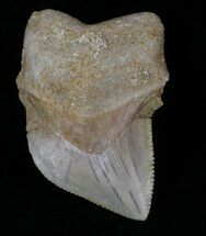 Fossil Squalicorax (Crow Shark) Shark Tooth For Sale - FossilEra.com