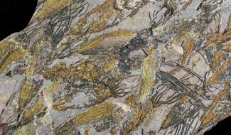 Echinoderm Fossils For Sale - FossilEra.com