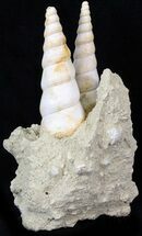 Large Fossil Turritella (Gastropod) From France For Sale (#8810 ...