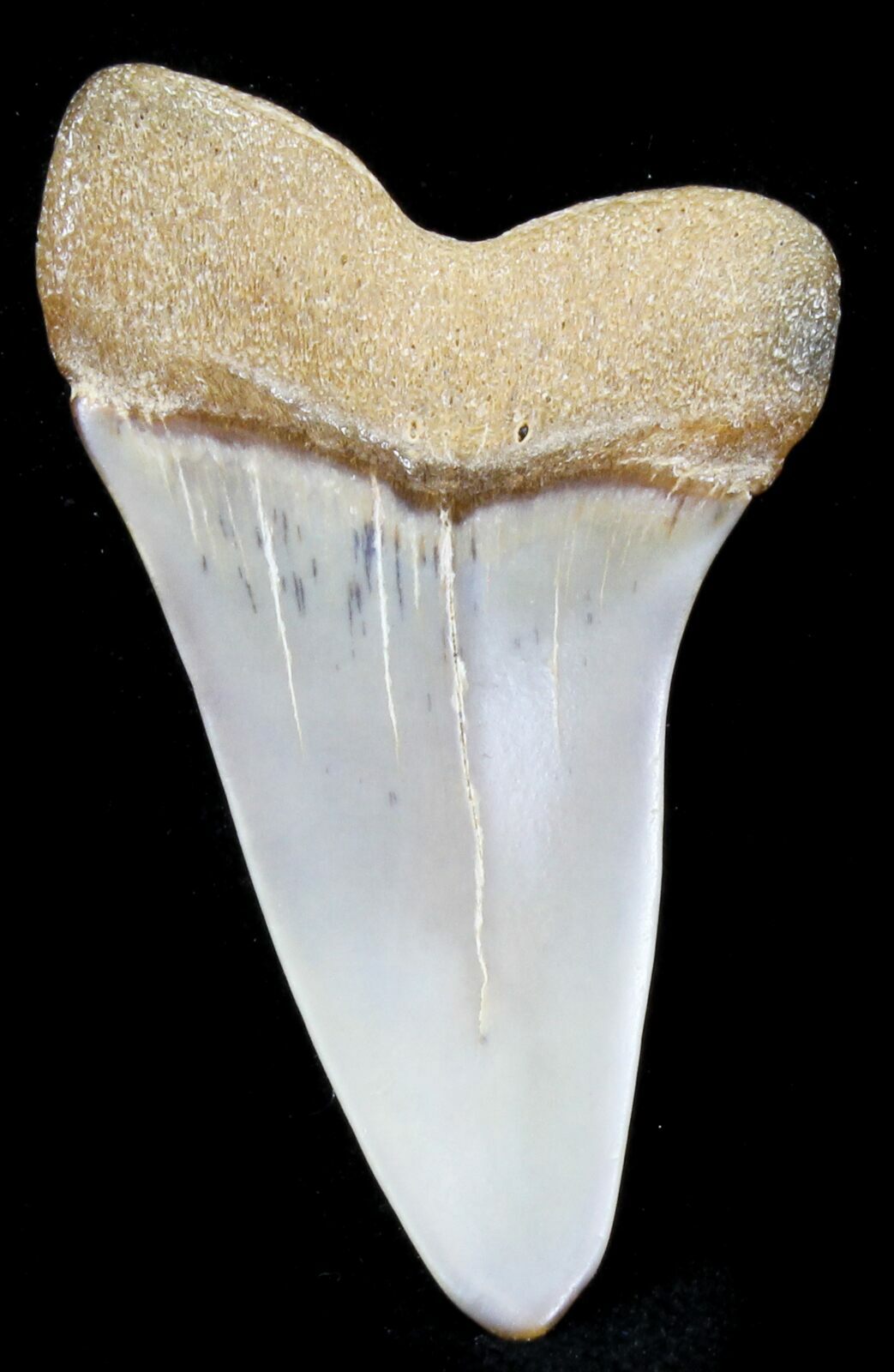 1.6" Fossil Mako Tooth - Maryland (#29927) For Sale - FossilEra.com