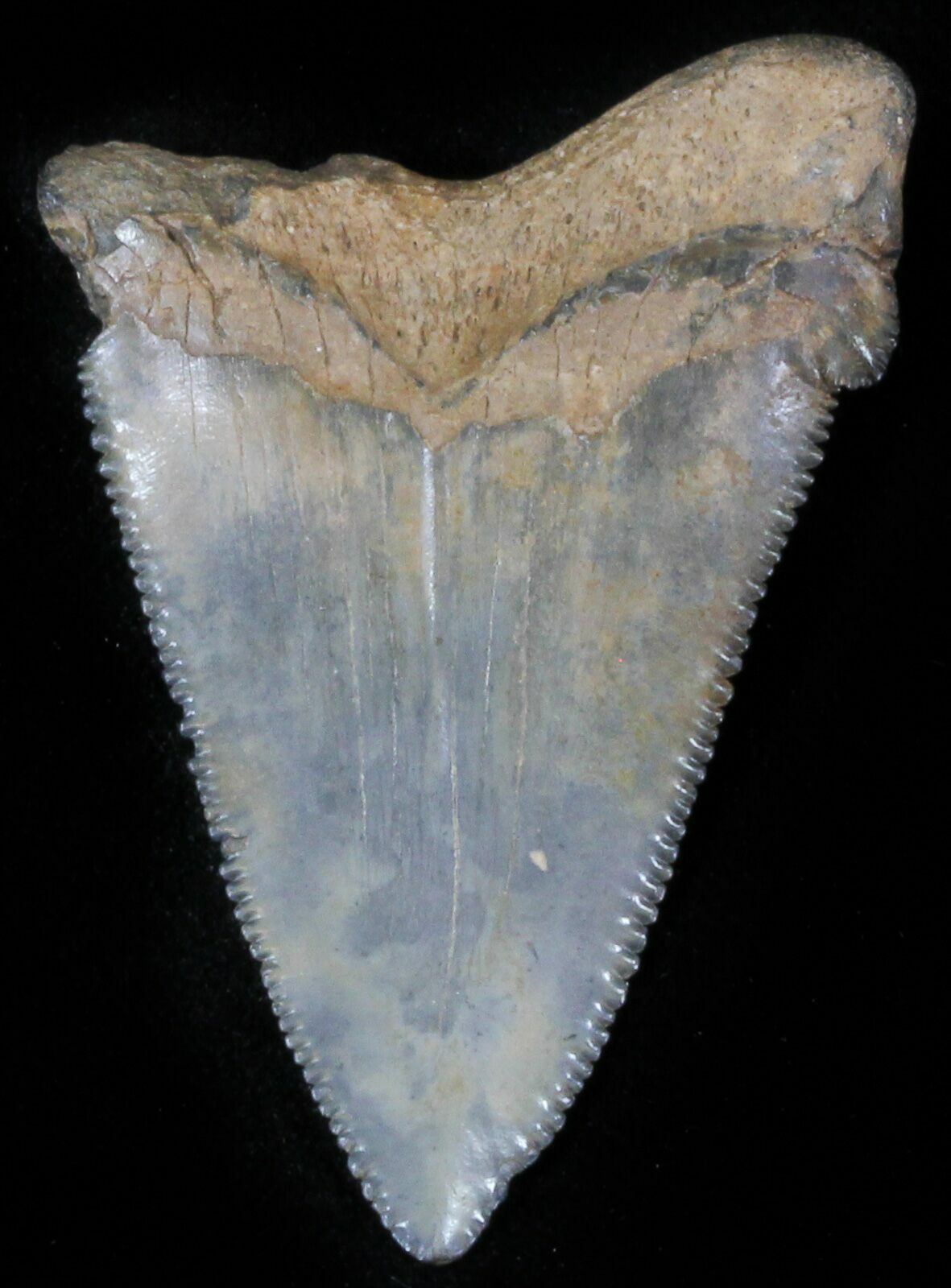 Bargain 2.25" Angustidens Tooth - Megalodon Ancestor (#30177) For Sale ...