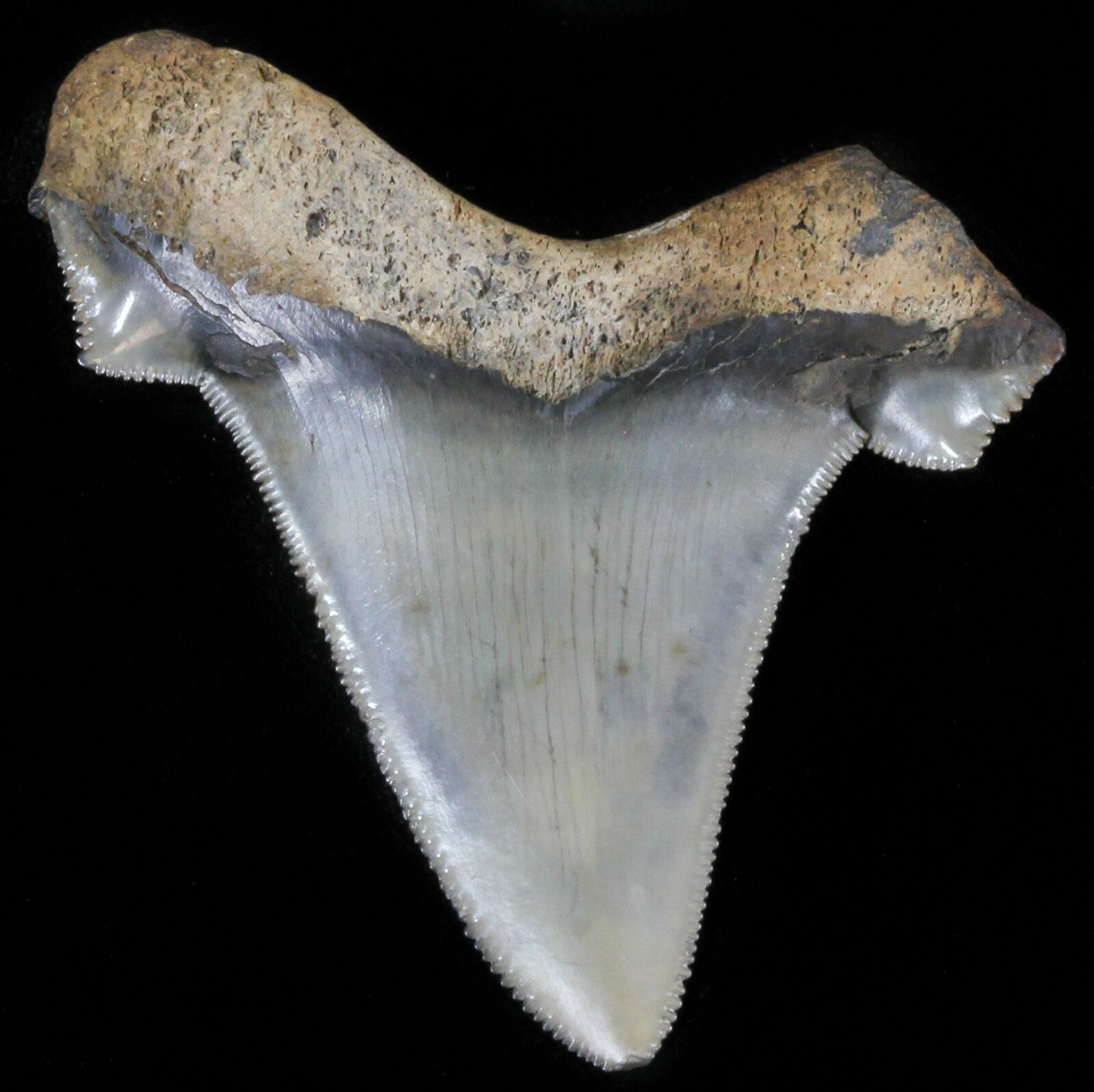 Bargain 1.71" Angustidens Tooth - Megalodon Ancestor (#30178) For Sale ...