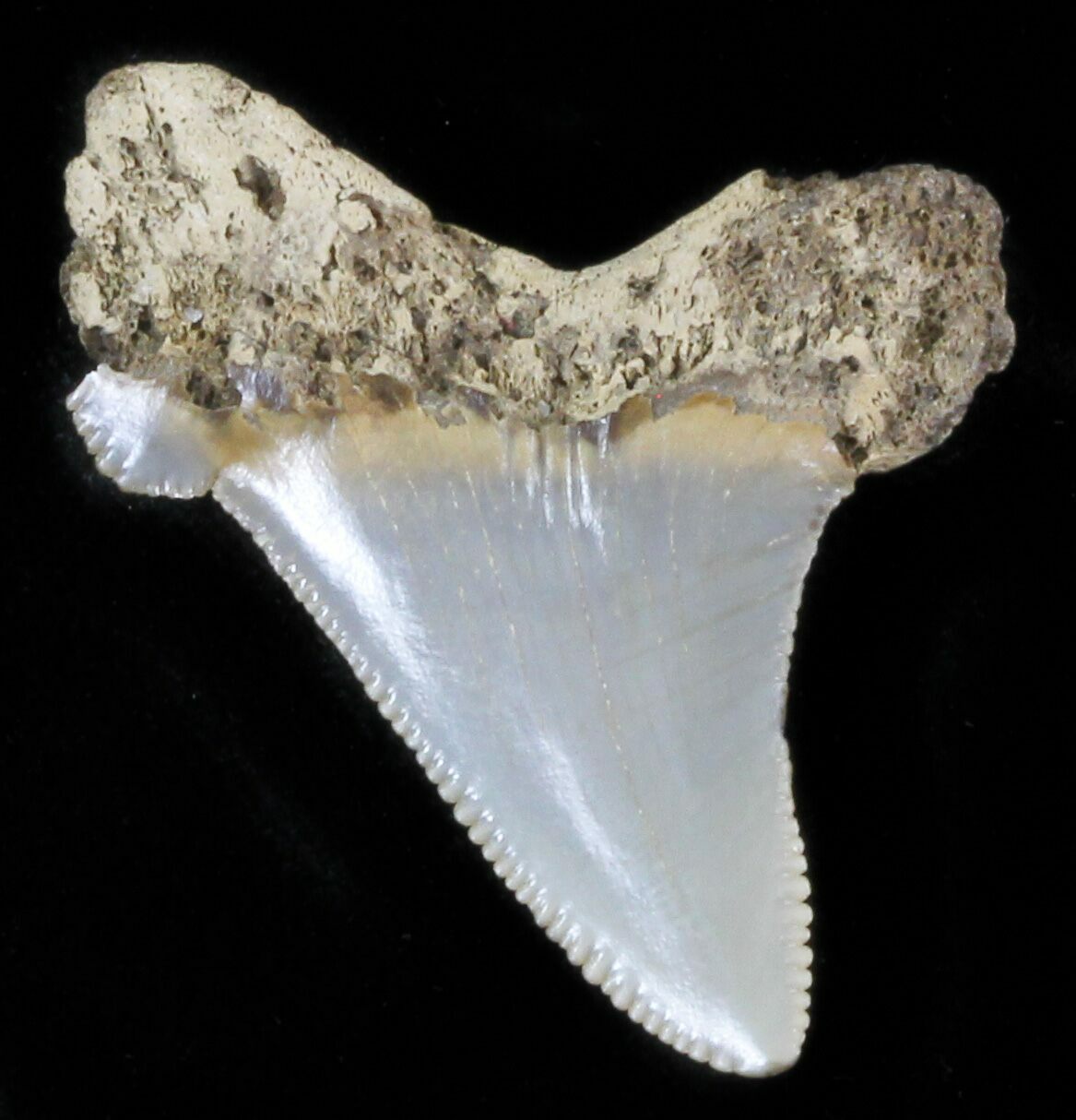 Bargain 1.69" Angustidens Tooth - Megalodon Ancestor (#30183) For Sale ...