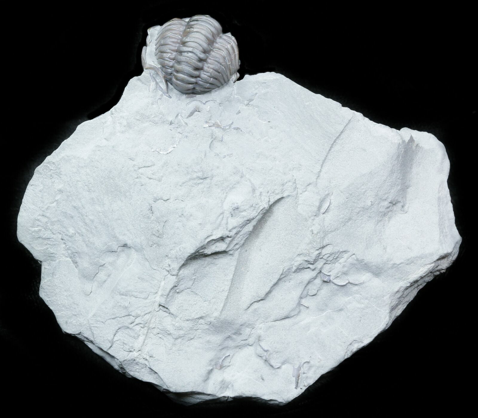 Enrolled .72" Flexicalymene Trilobite From Ohio (#30446) For Sale ...