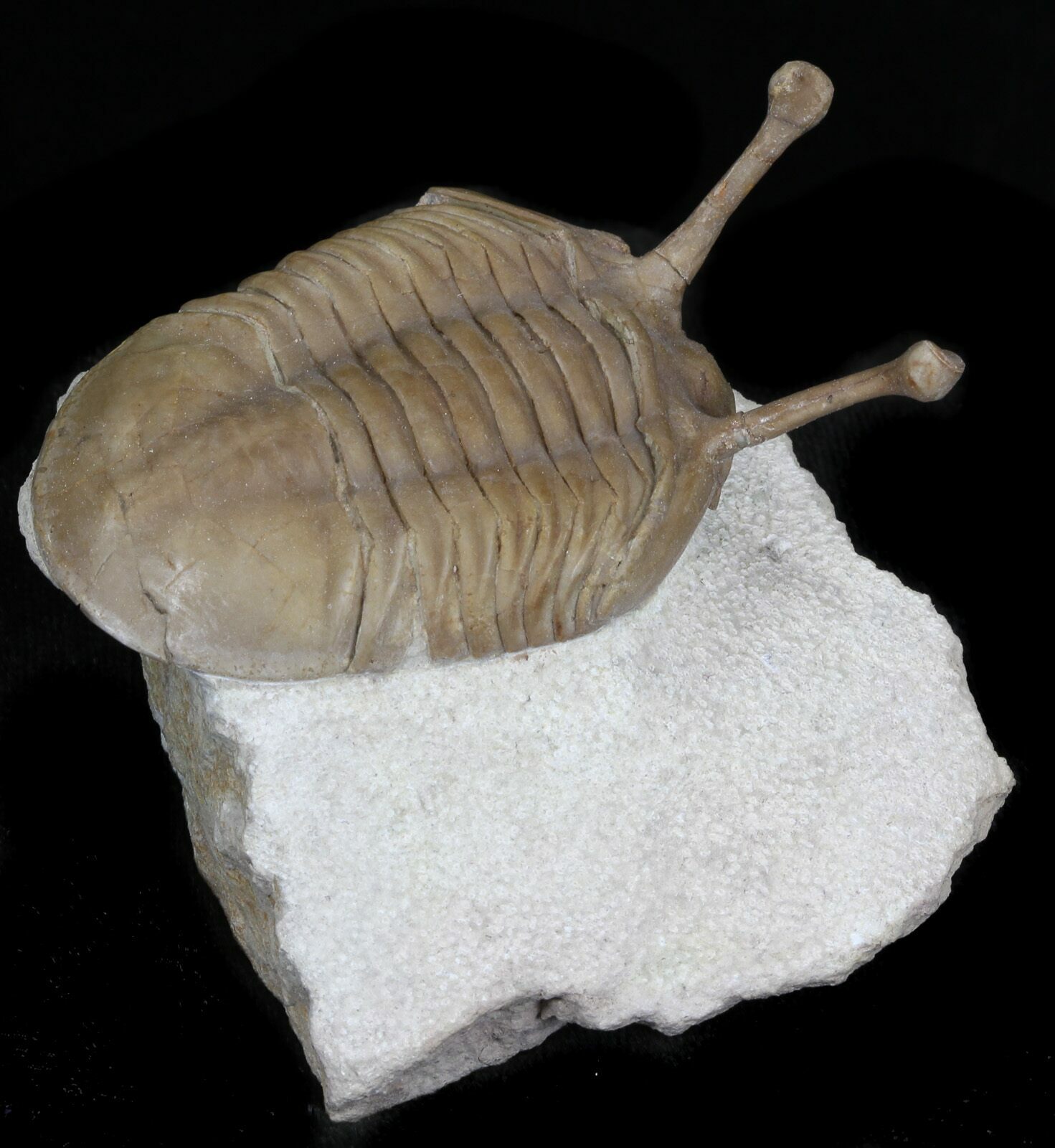 Stalk Eyed Asaphus Kowalewskii Trilobite - 2.45" (#30479) For Sale ...