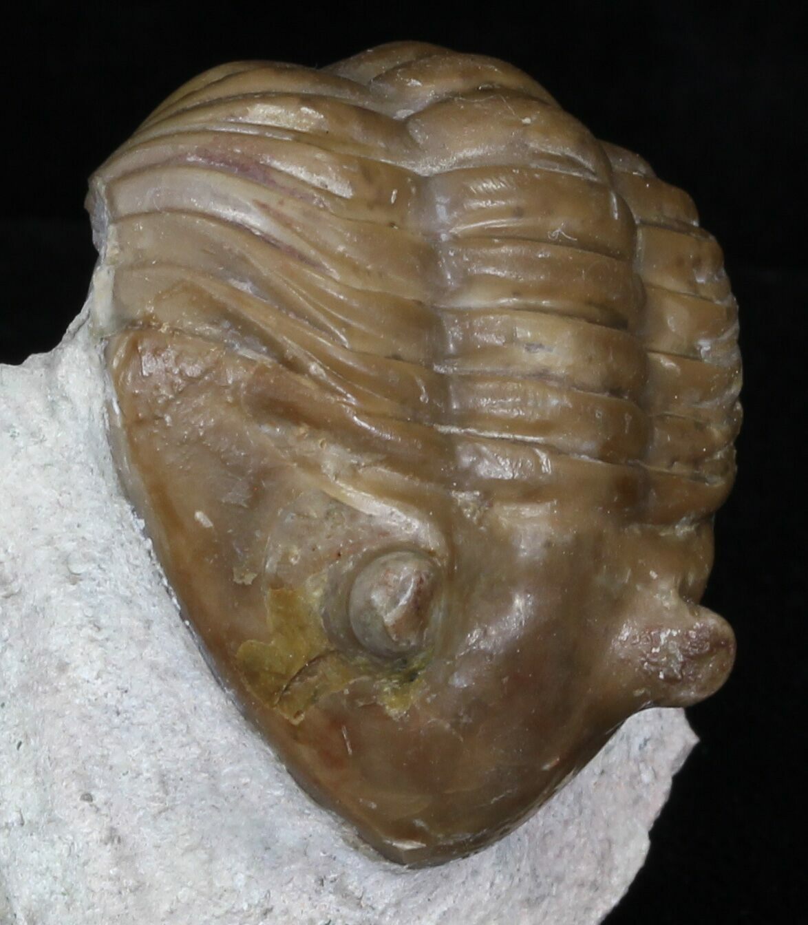Bargain Asaphus Lepidurus Trilobite - Russia (#30481) For Sale ...