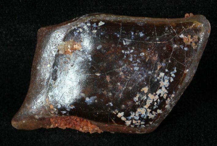 1" Fossil Gar Fish Scale - Cretaceous (#30678) For Sale - FossilEra.com