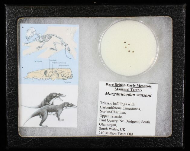 Triassic Mammal (Morganucodon) Teeth - Very Rare! (#30803) For Sale ...