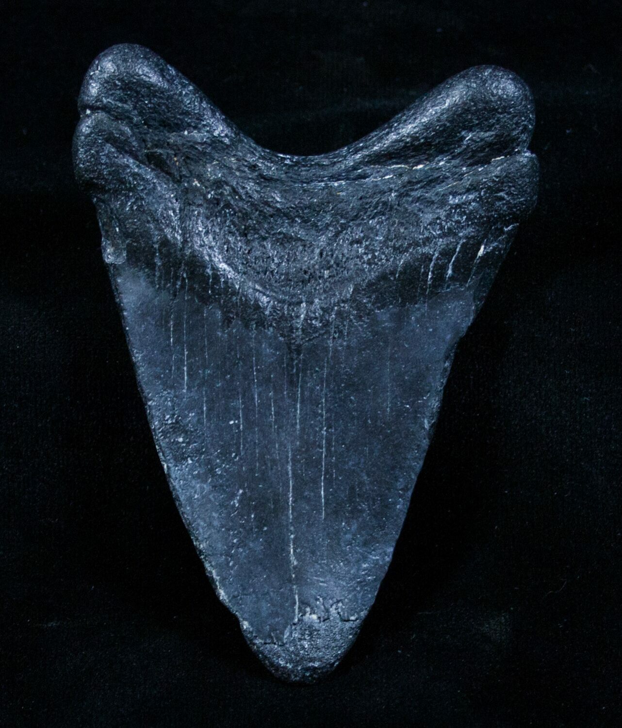Bargain 3.32" Megalodon Tooth - Venice, FL (#3811) For Sale - FossilEra.com