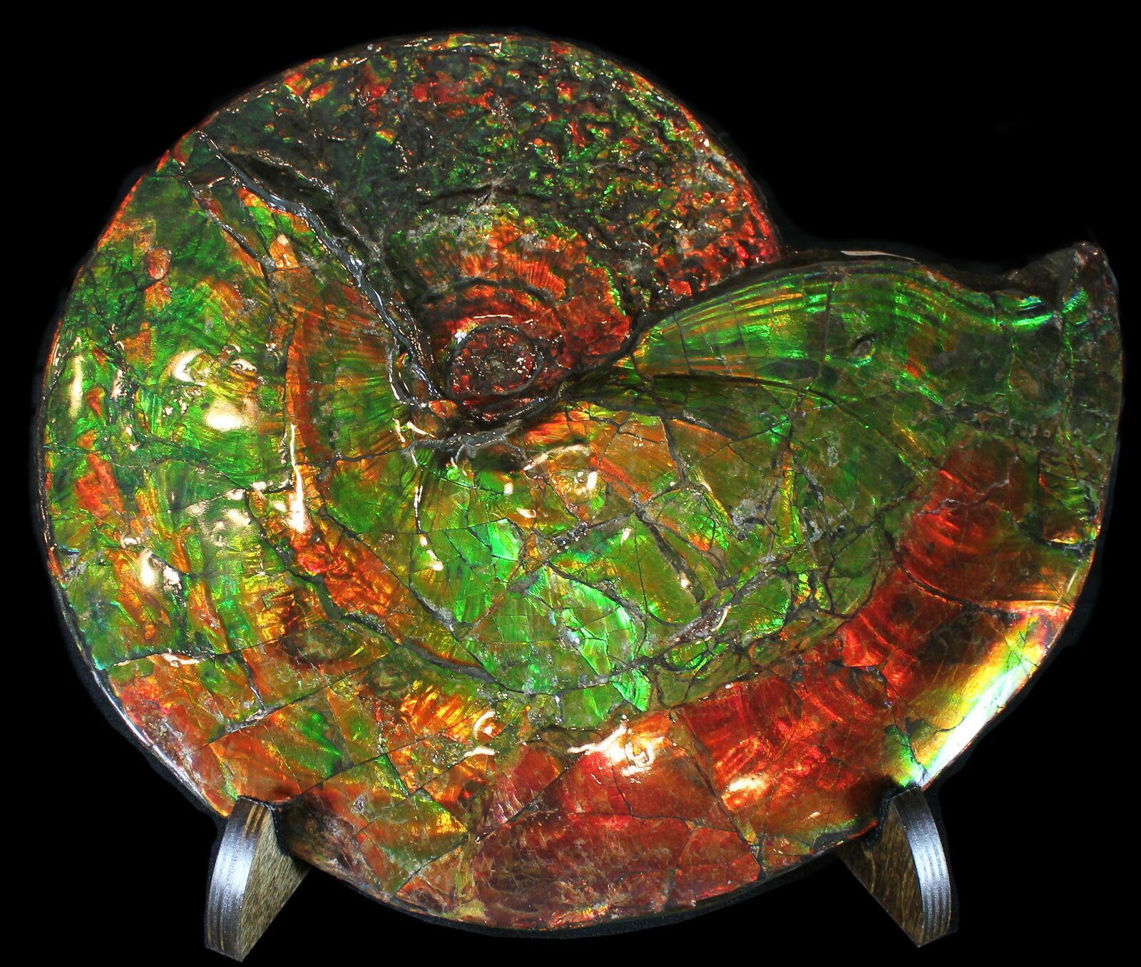 15.2" Iridescent Ammonite (Ammolite) - Best of the Best! For Sale ...