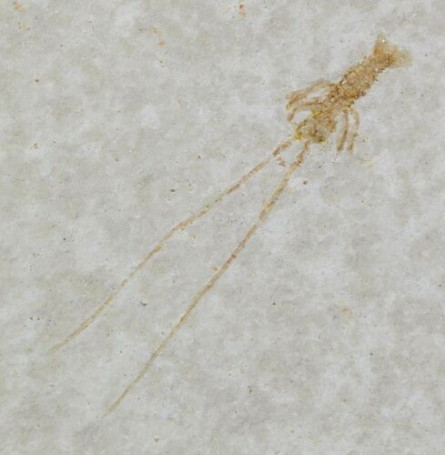 Juvenile Fossil Lobster (Mecochirus) - Solnhofen Limestone (#31710) For ...