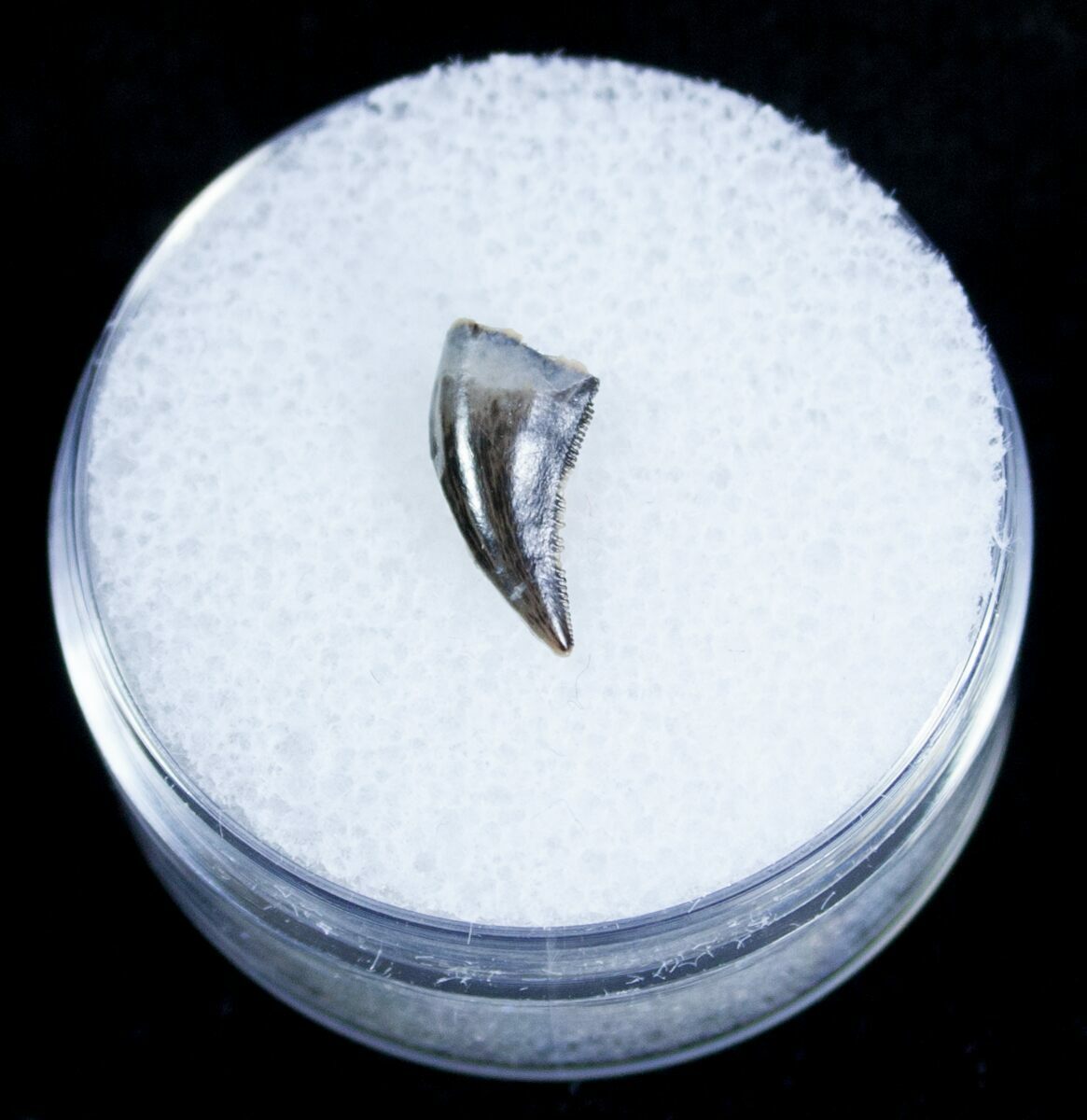 Dromaeosaur (Raptor) Tooth - Two Medicine Formation (#3849) For Sale ...