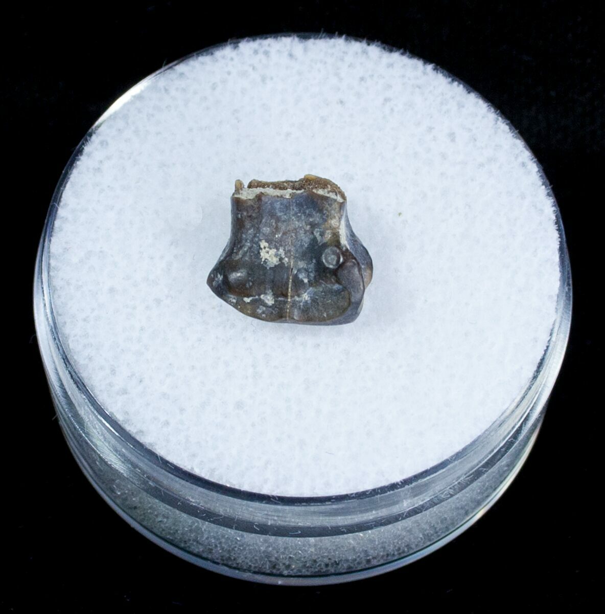 Armored Ankylosaur Tooth - Two Medicine Formation (#3877) For Sale ...