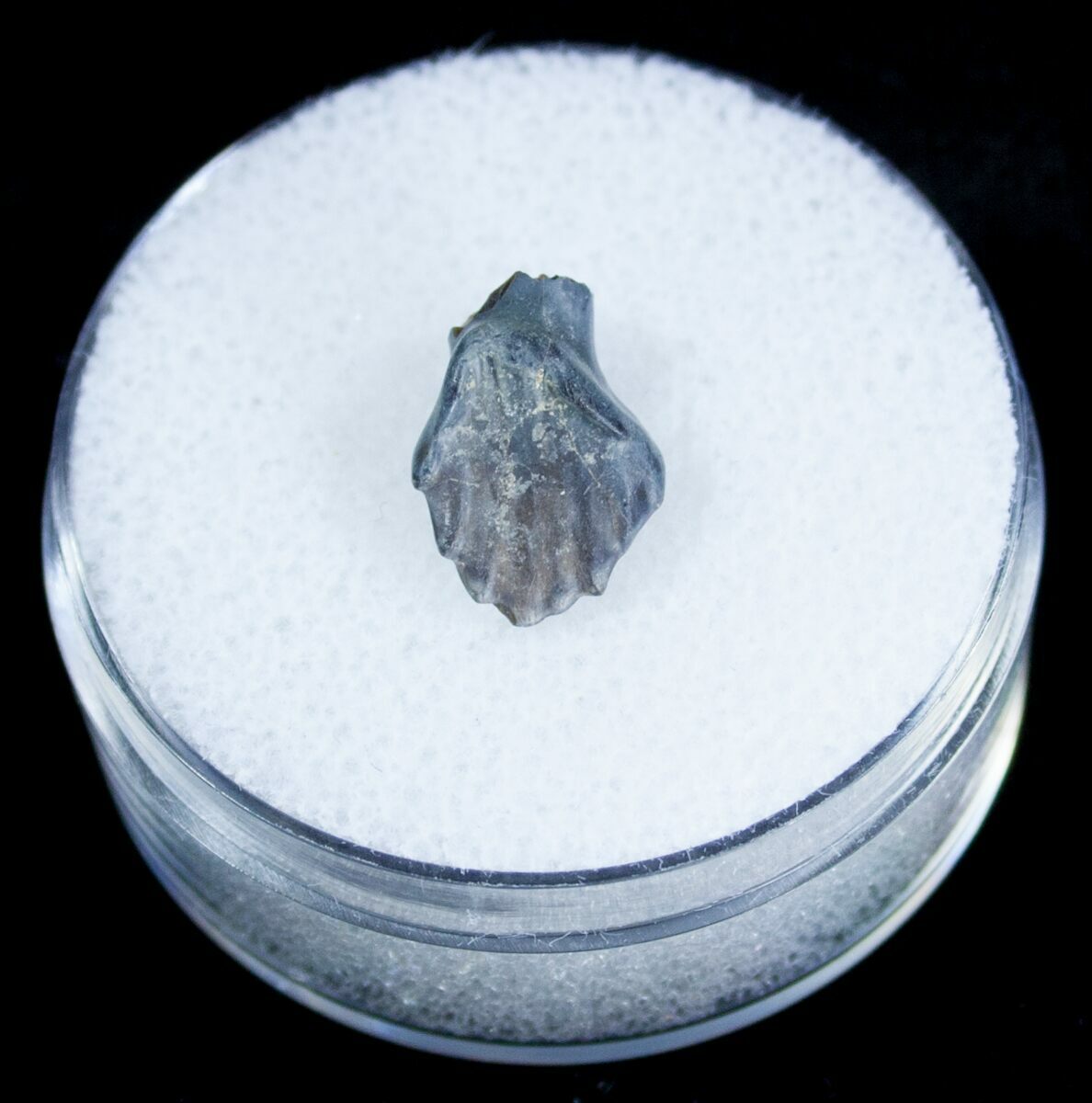 Armored Ankylosaur Tooth - Two Medicine Formation (#3882) For Sale ...