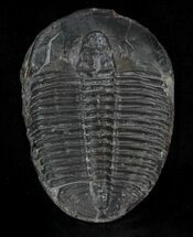 Great Modocia Typicalis - Marjum Formation For Sale (#1917) - FossilEra.com
