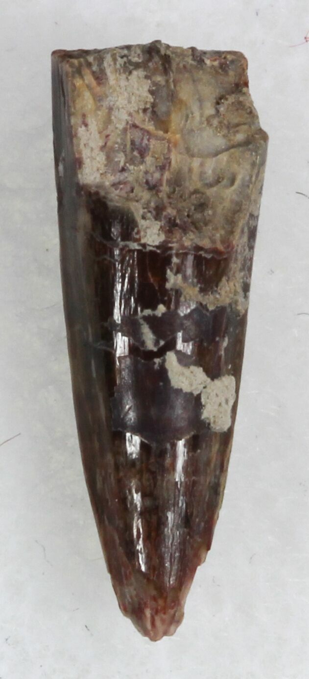 .55" Eryops Tooth From Oklahoma - Giant Permian Amphibian (#33536) For ...