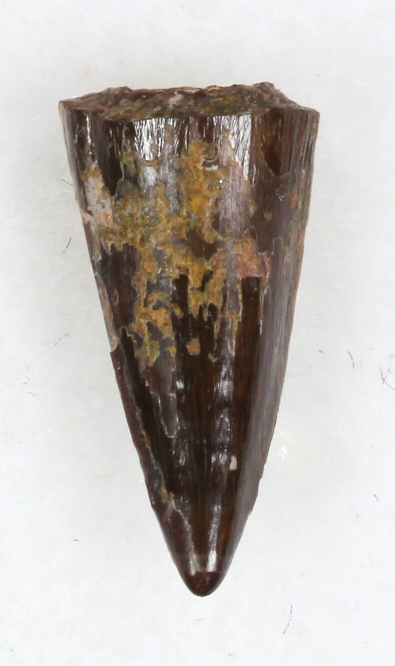 .46" Eryops Tooth From Oklahoma - Giant Permian Amphibian (#33550) For ...